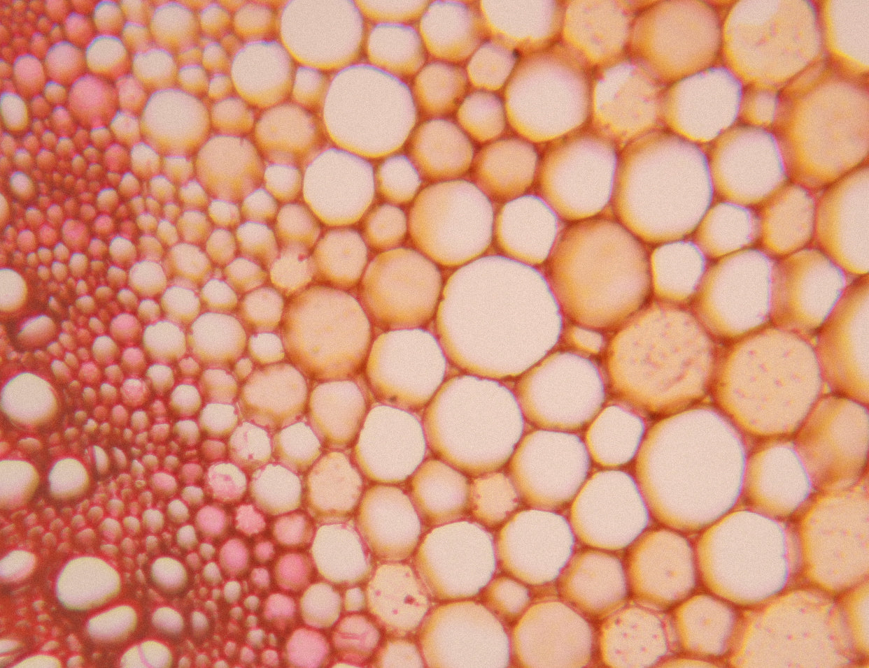 Ferulic Acid in Skincare – Prequel