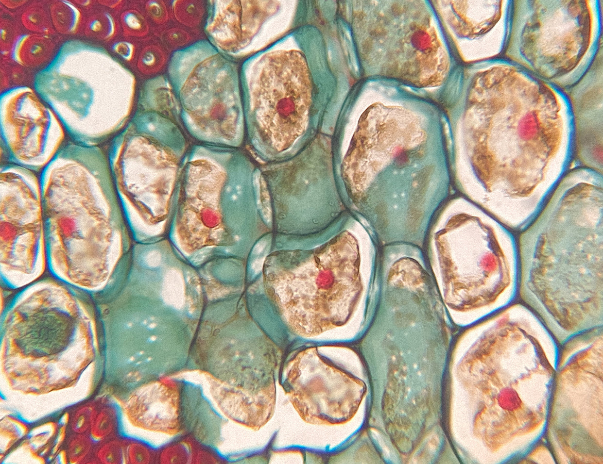 What Is Ellagic Acid in Skincare? – Prequel