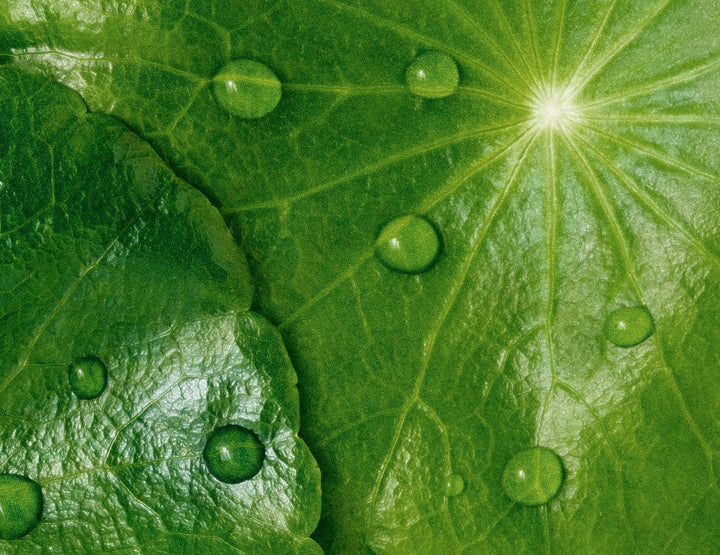 Cica For Skin - Benefits & Uses In Skincare – Prequel