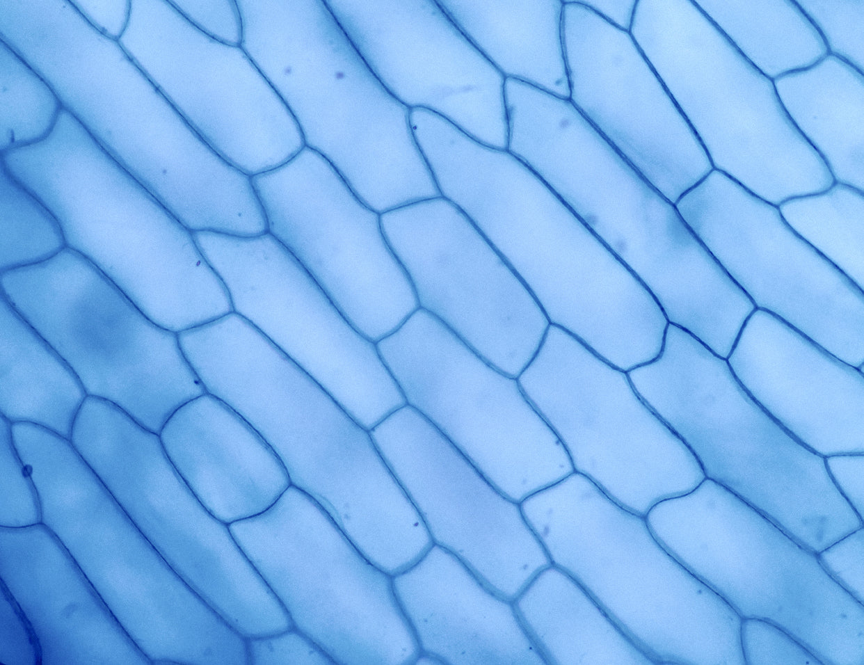 Ethyl Ferulate For Skin - Benefits & Uses – Prequel