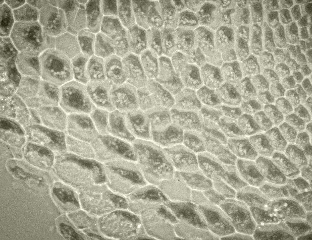 Film Formers in Skincare – Prequel