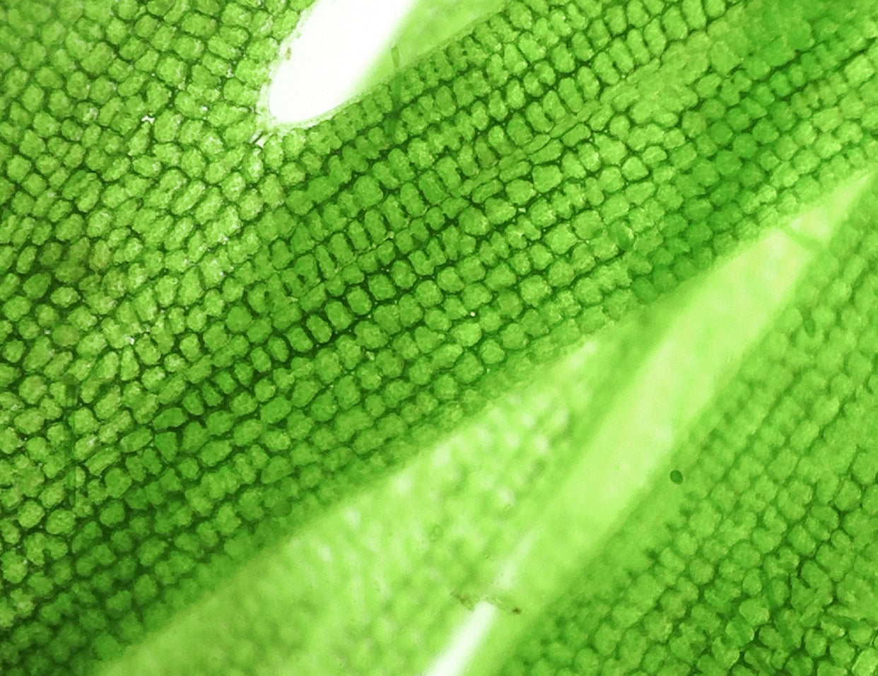 Microalgae For Skin - Benefits & Uses – Prequel