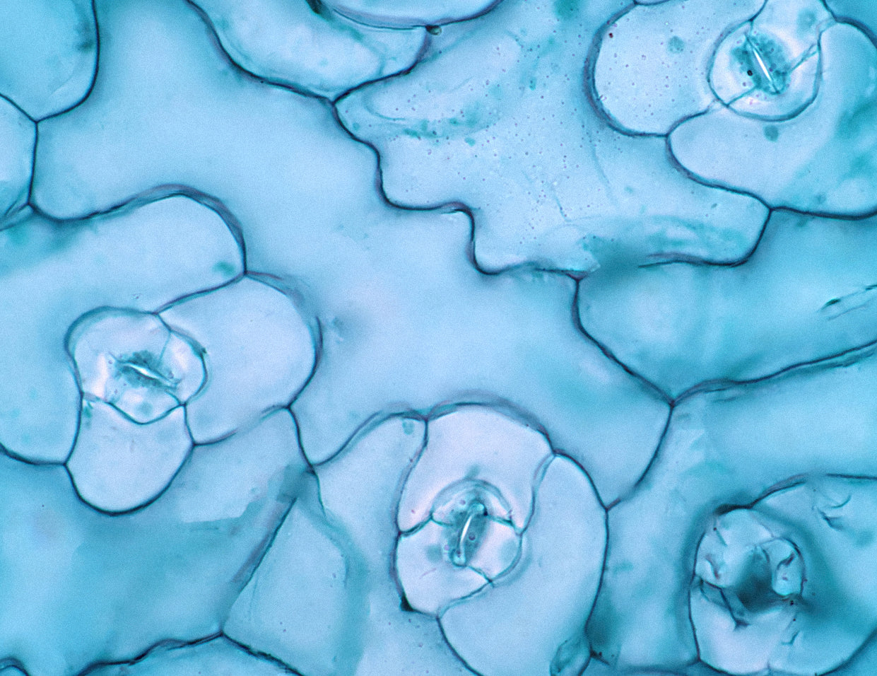 Retinaldehyde in Skincare – Prequel